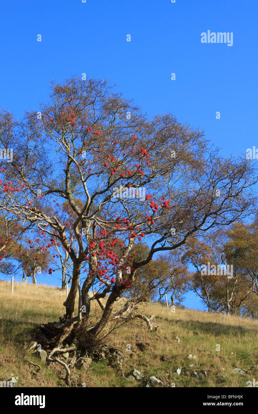 Rowan tree hi-res stock photography and images - Alamy