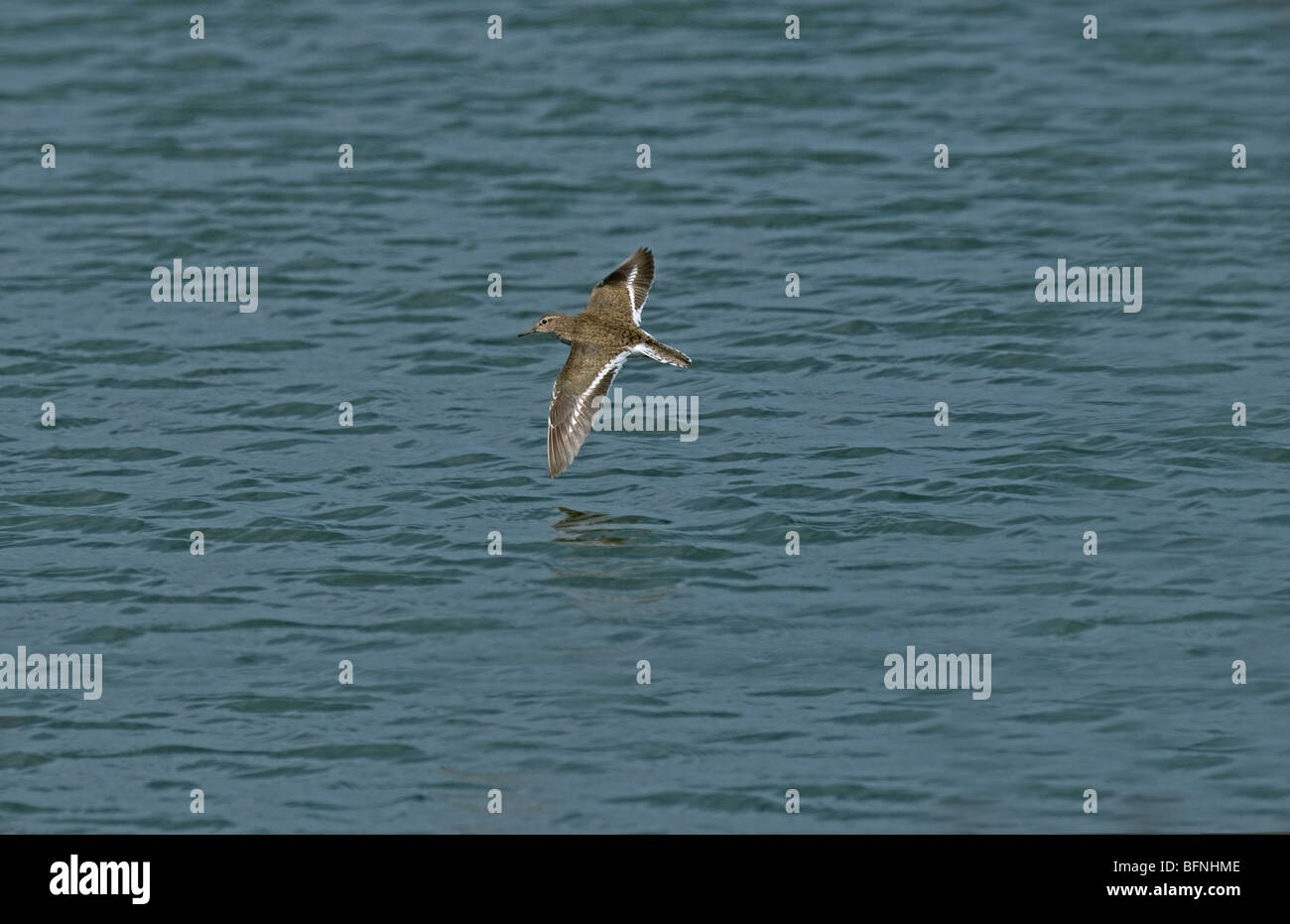 Common Sandpiper adult in flight Stock Photo - Alamy