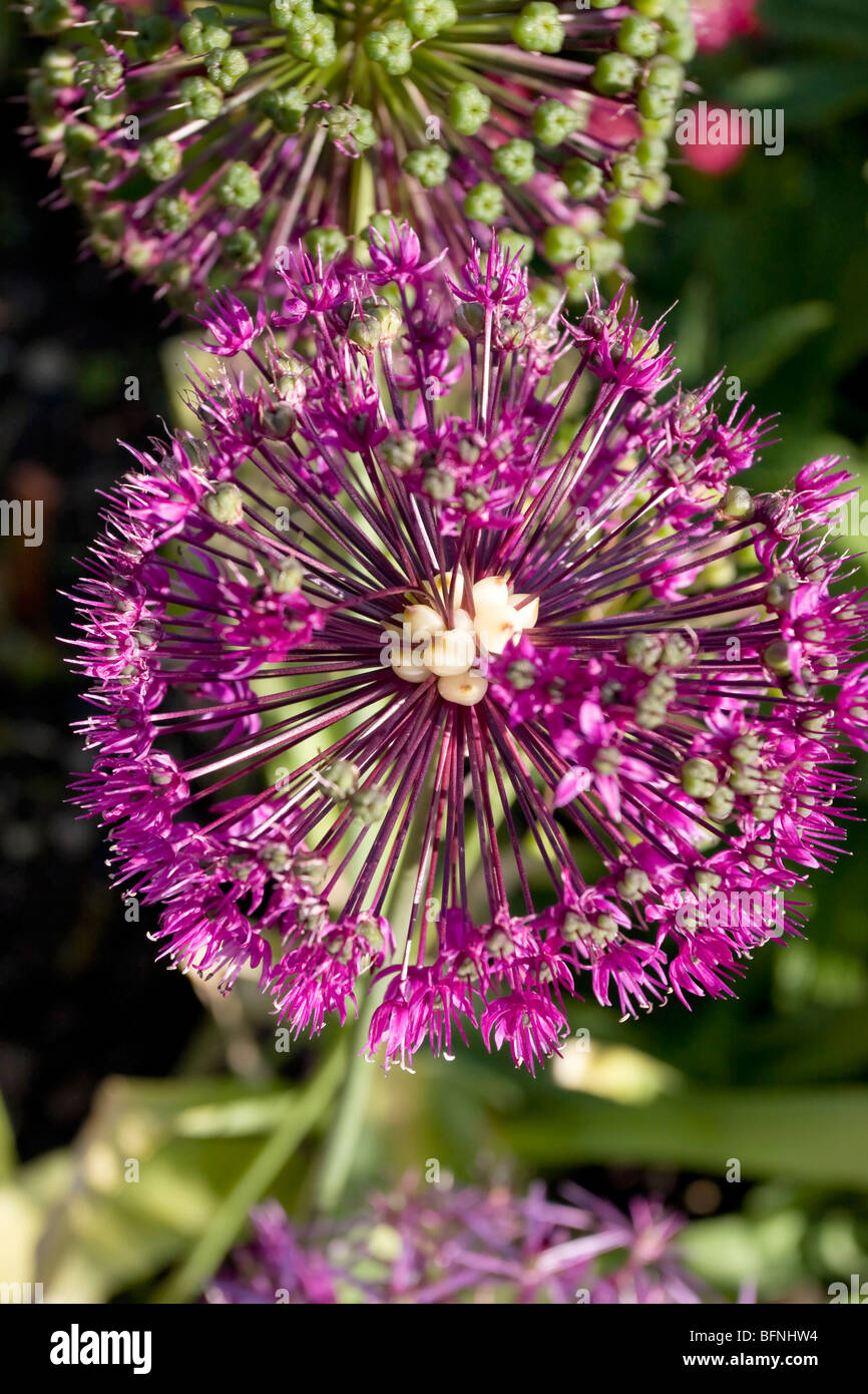 Allium blooms in spring garden Stock Photo - Alamy