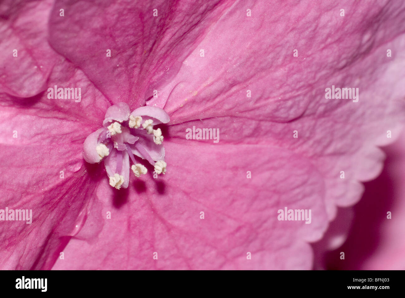 Single Flower of the Hydrangea Stock Photo - Alamy