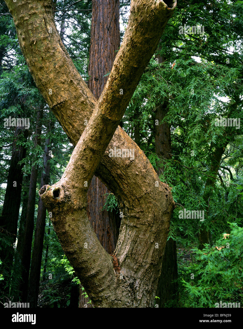 CALIFORNIA - Sycamore tree in a redwood grove in Santa Barbara Stock ...