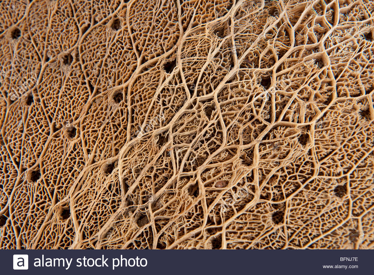 Dried Cactus Stock Photos & Dried Cactus Stock Images - Alamy