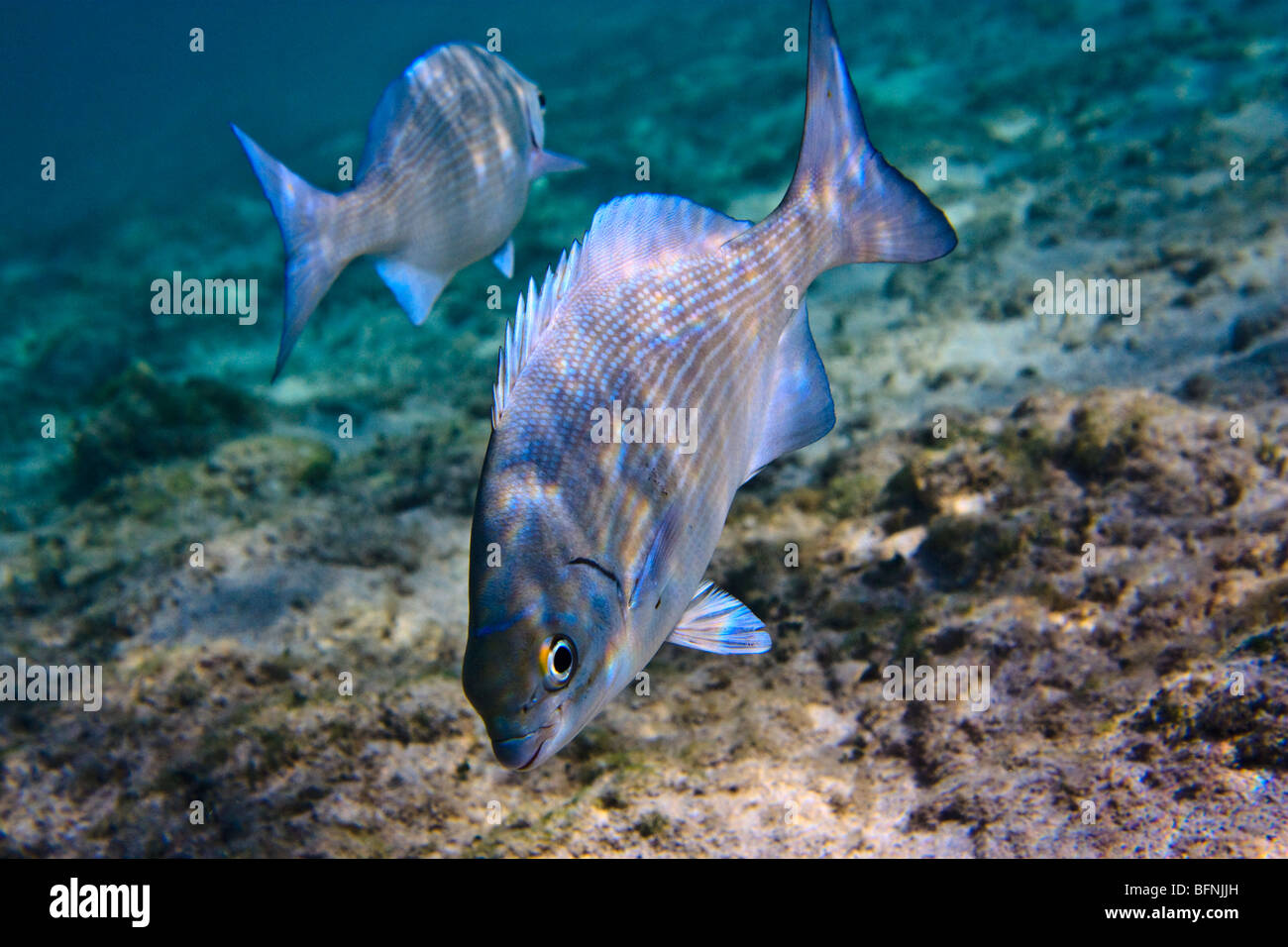 Saltwater fishes hi-res stock photography and images - Alamy
