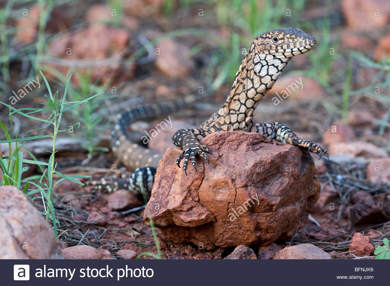 Perentie Lizard Stock Photos & Perentie Lizard Stock Images - Alamy