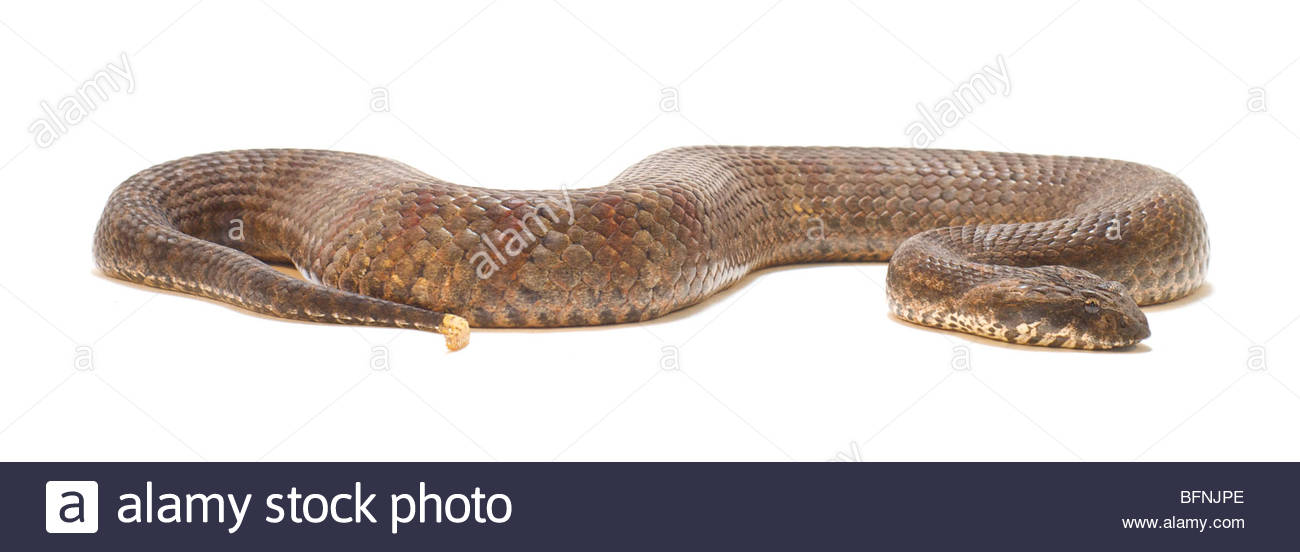 Death Adder Australia High Resolution Stock Photography and Images - Alamy