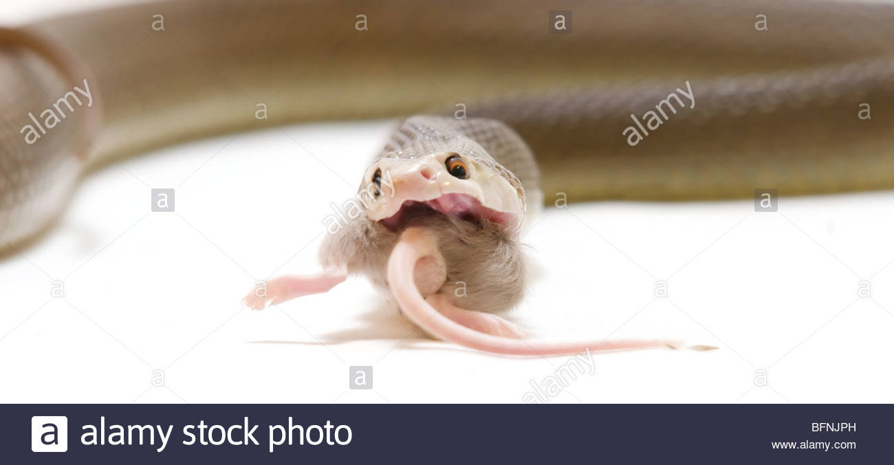 Taipan Australian Stock Photos & Taipan Australian Stock Images - Alamy