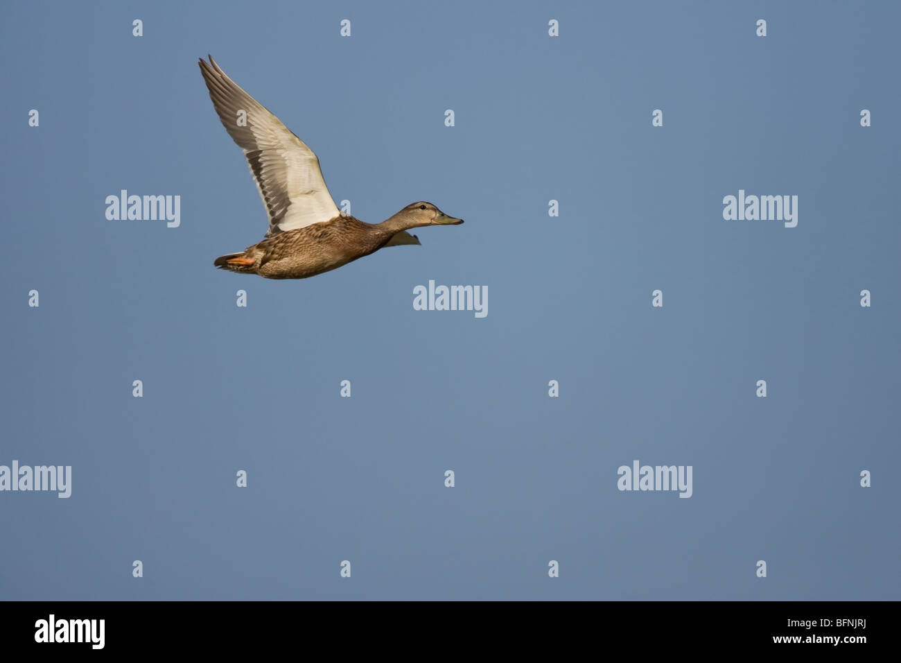 American Black Duck (Anas rubripes), female in flight Stock Photo - Alamy
