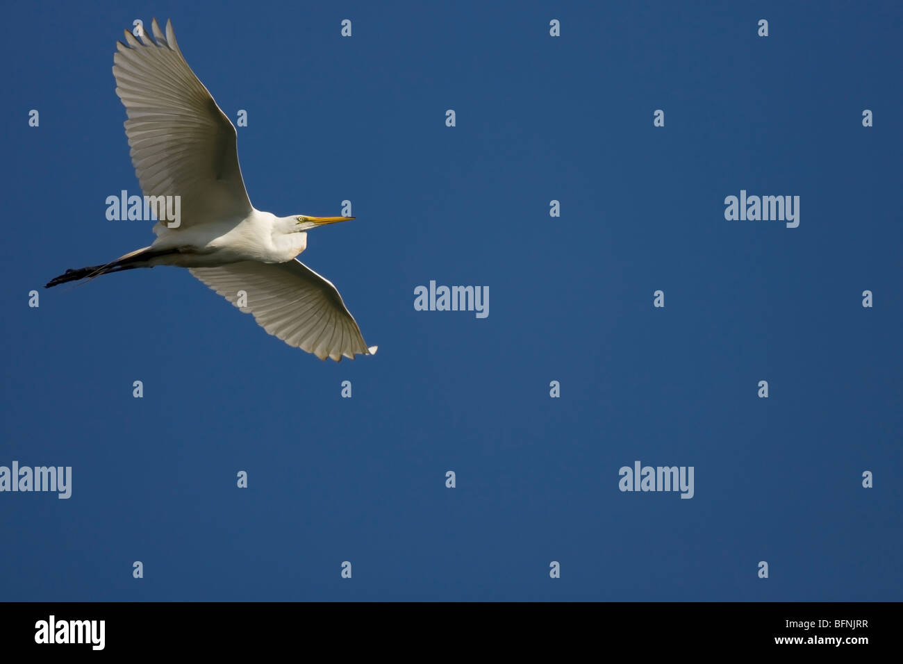 Great Egret (Ardea alba modesta), Eastern subspecies, in flight Stock ...