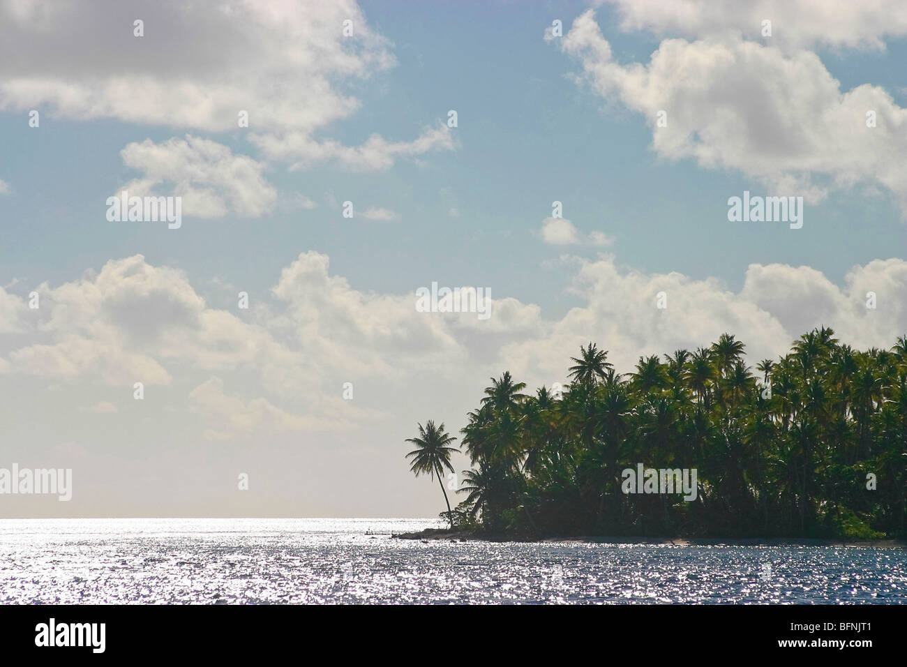 Late afternoon sunlight on palm trees. Apataki atoll, Tahiti Stock ...