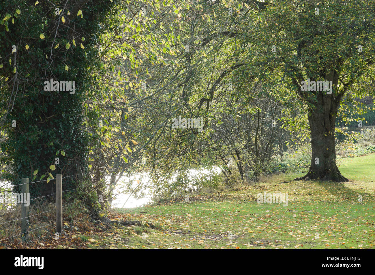 Green leafy walk in autumn - background image suitable for portrait or ...