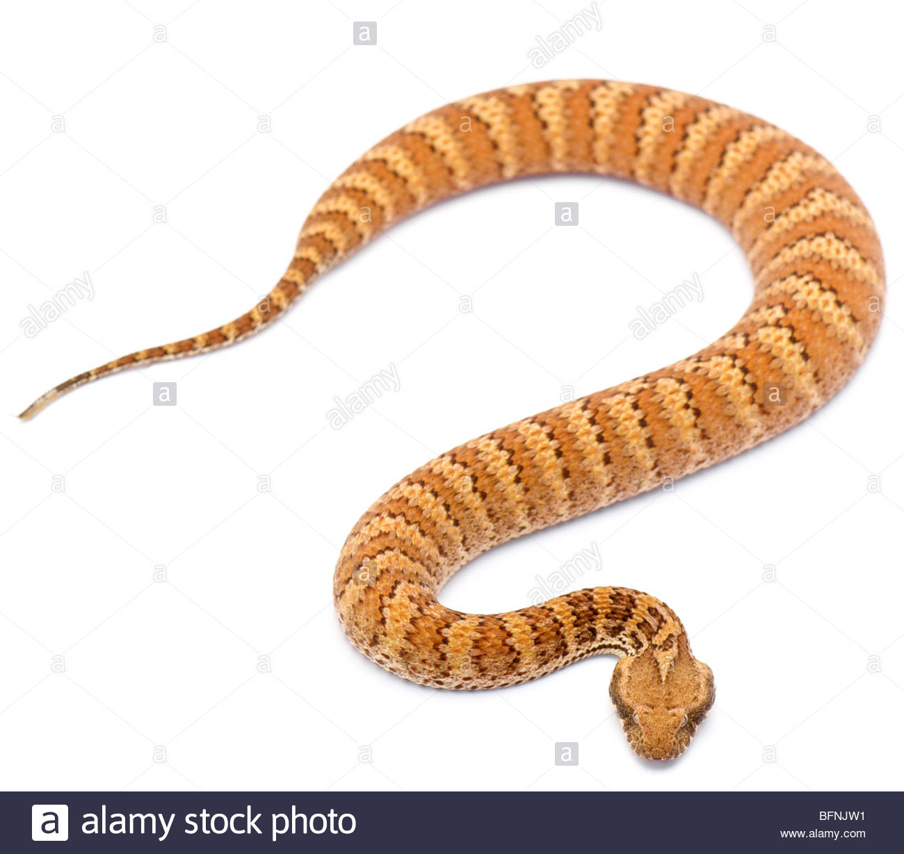 Common Death Adder Stock Photos & Common Death Adder Stock Images - Alamy
