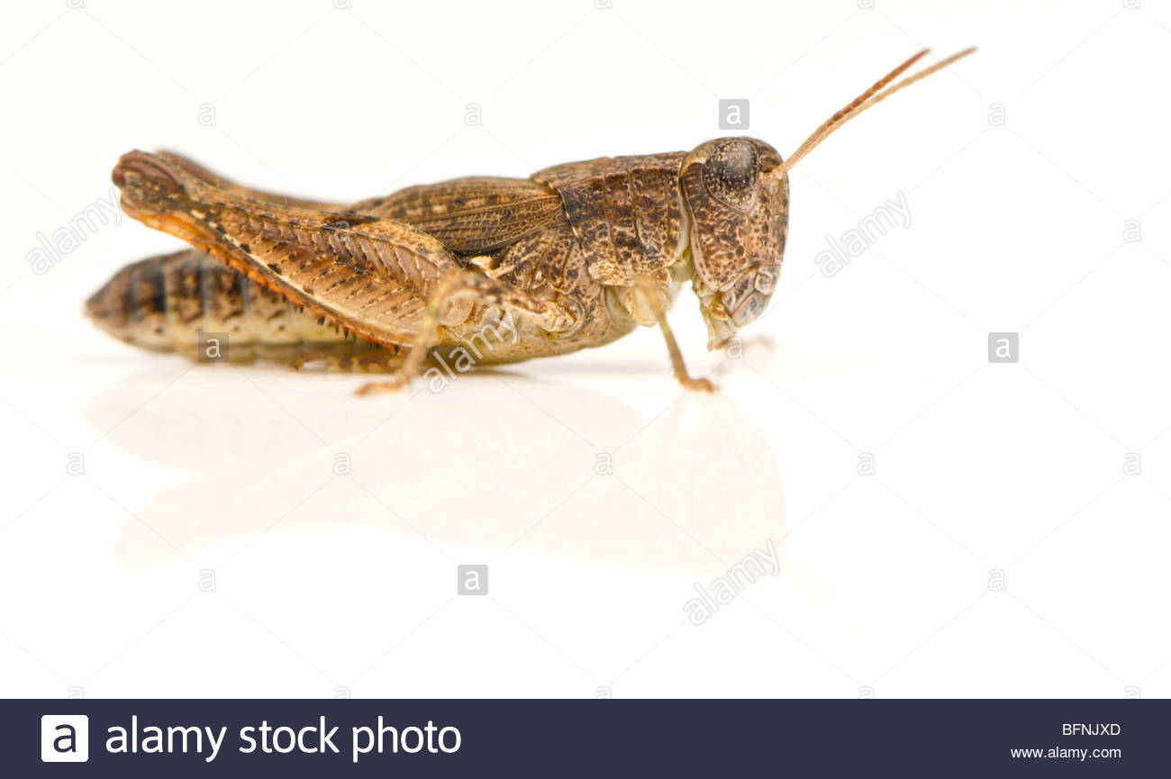 Australian Plague Locust High Resolution Stock Photography and Images ...