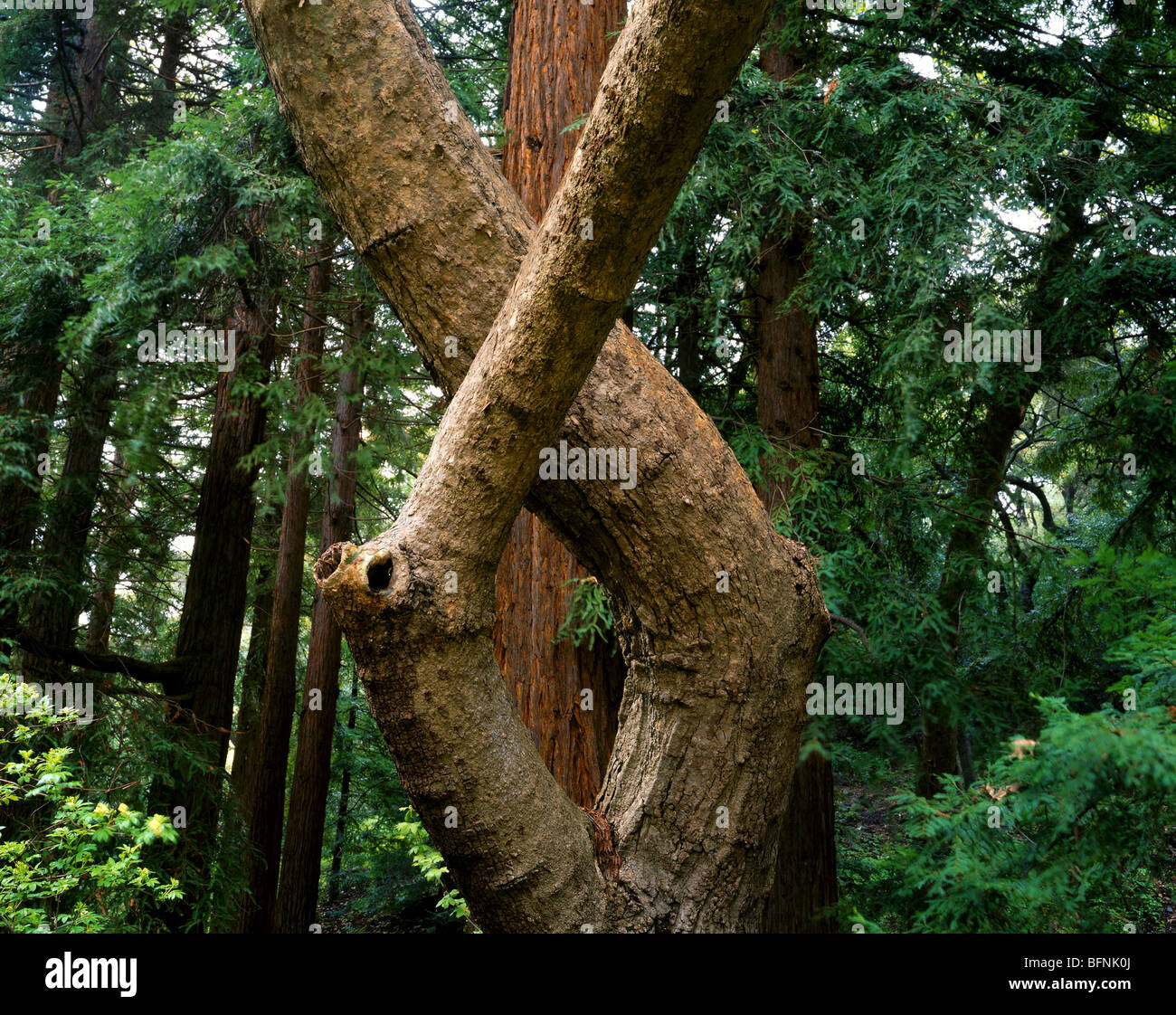 California Sycamore Tree High Resolution Stock Photography and Images ...