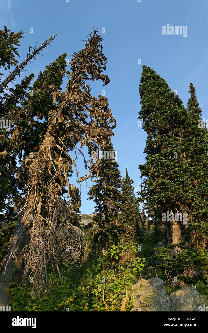 Trees on the rugged mountain trail to Hunt Creek Pond, east of Priest ...