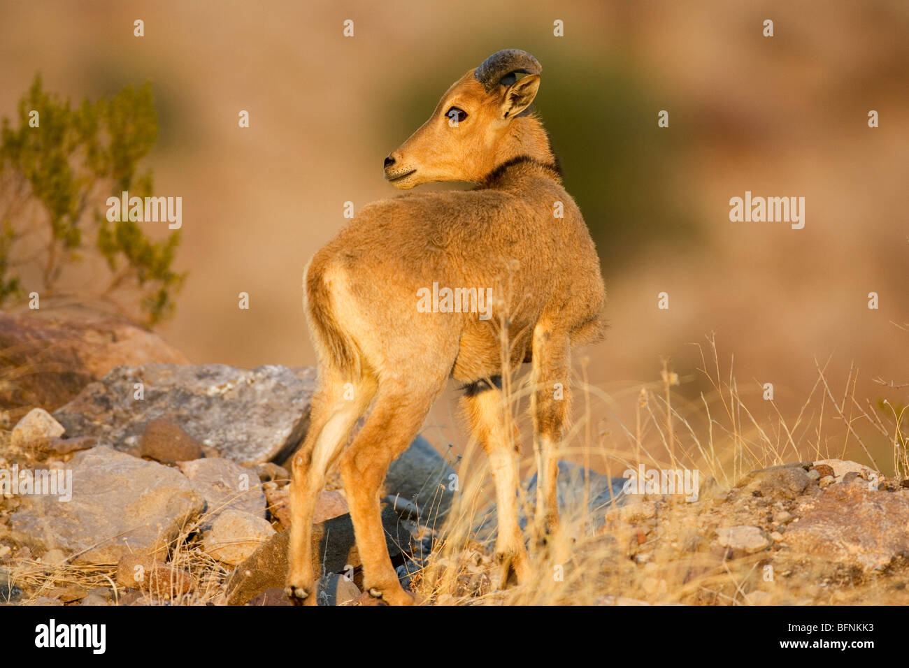 Aoudad sheep hi-res stock photography and images - Alamy