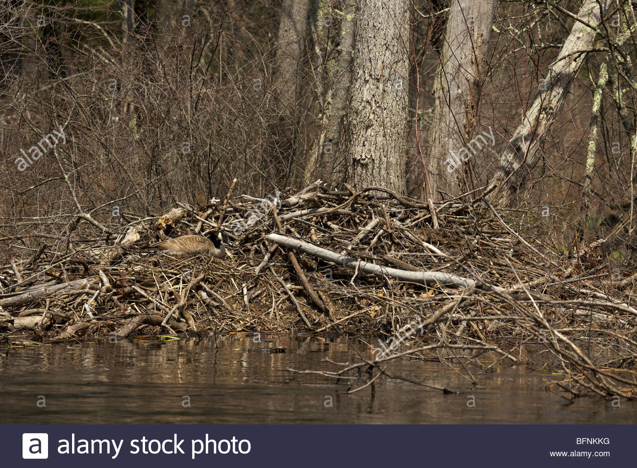 Beaver Nest High Resolution Stock Photography and Images - Alamy