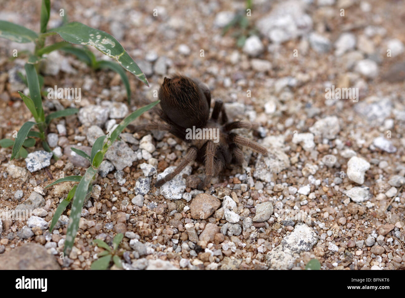 Juvenile desert or Mexican blond tarantula (Aphonopelma chalcodes ...