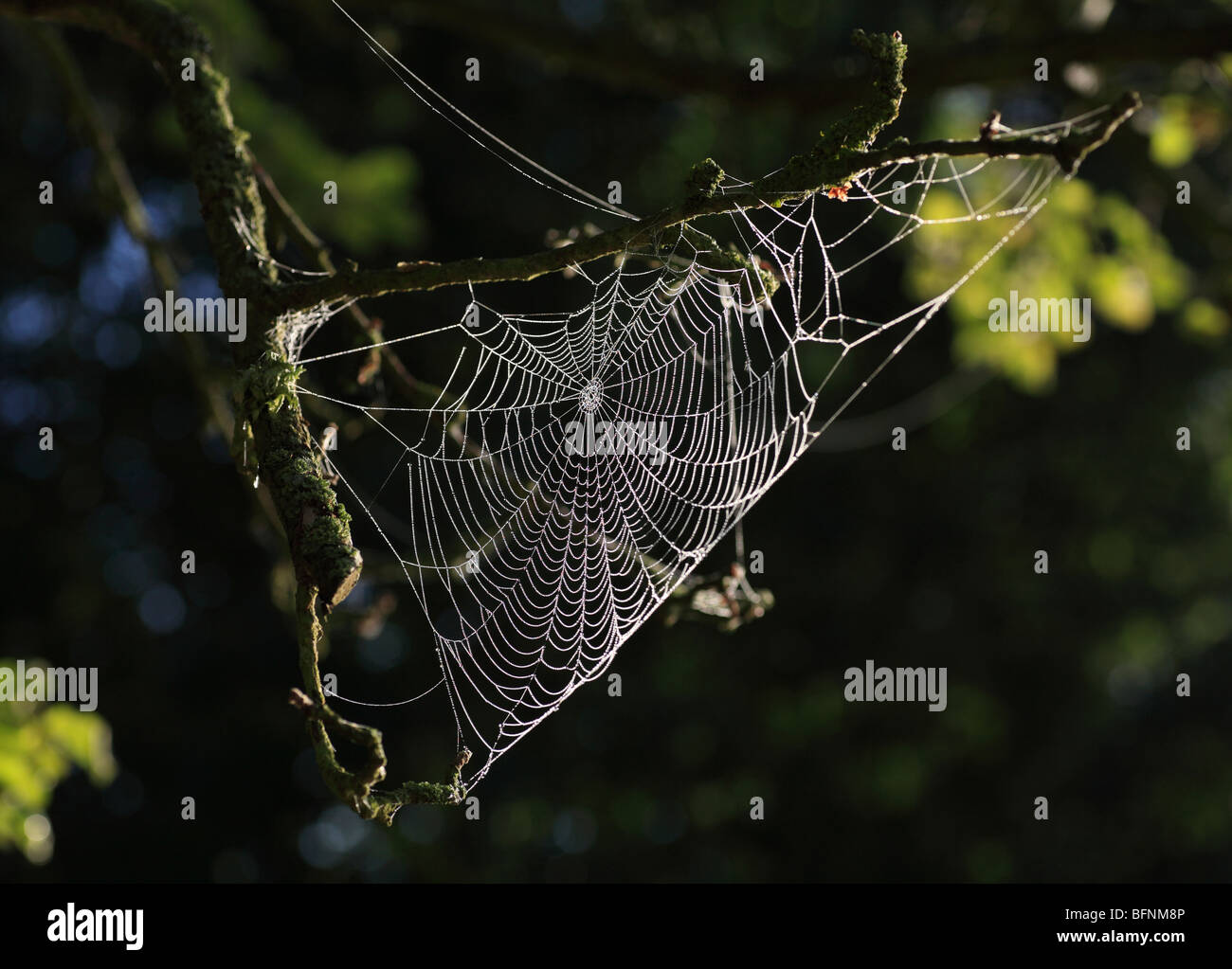 Cobweb in tree Stock Photo - Alamy