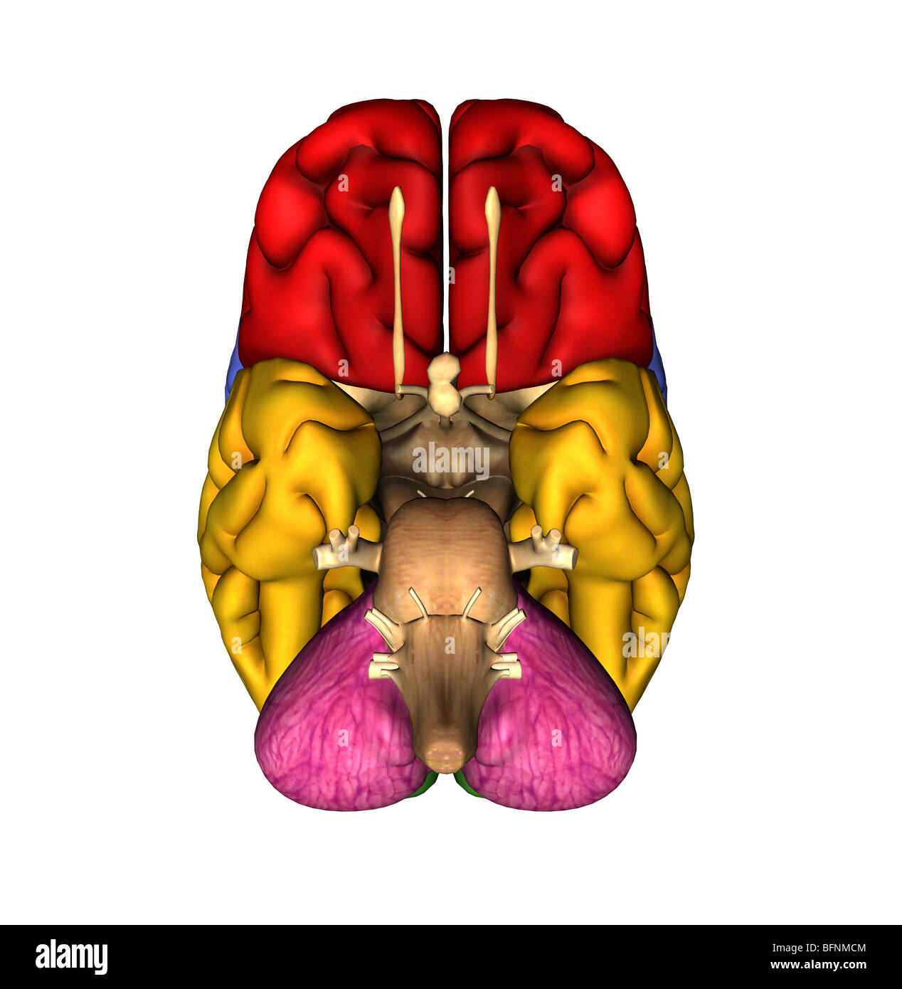 Illustration of the underside of the human brain Stock Photo - Alamy