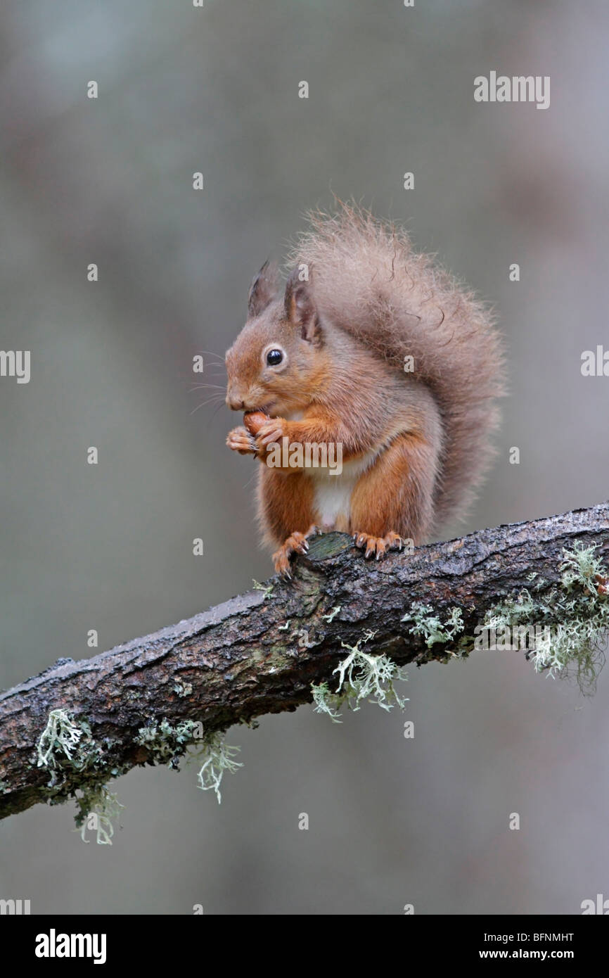 Red Squirrel in Scotland Stock Photo - Alamy