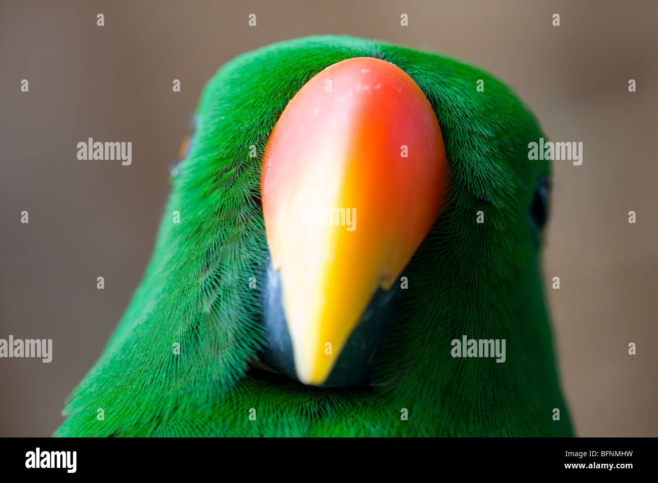 Eclectus Parrot (Eclectus roratus), Papua, Indonesia Stock Photo - Alamy