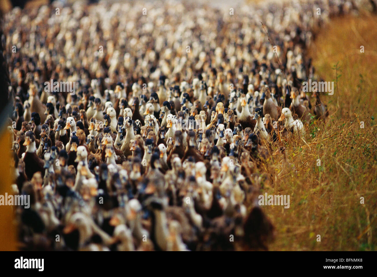 Bhadrachalam Parnasala