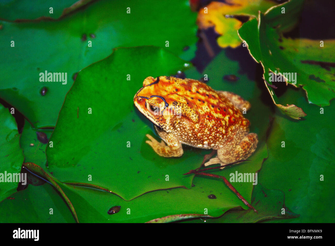 Uperodon systoma ; narrow mouthed frog ; lesser balloon frog ...