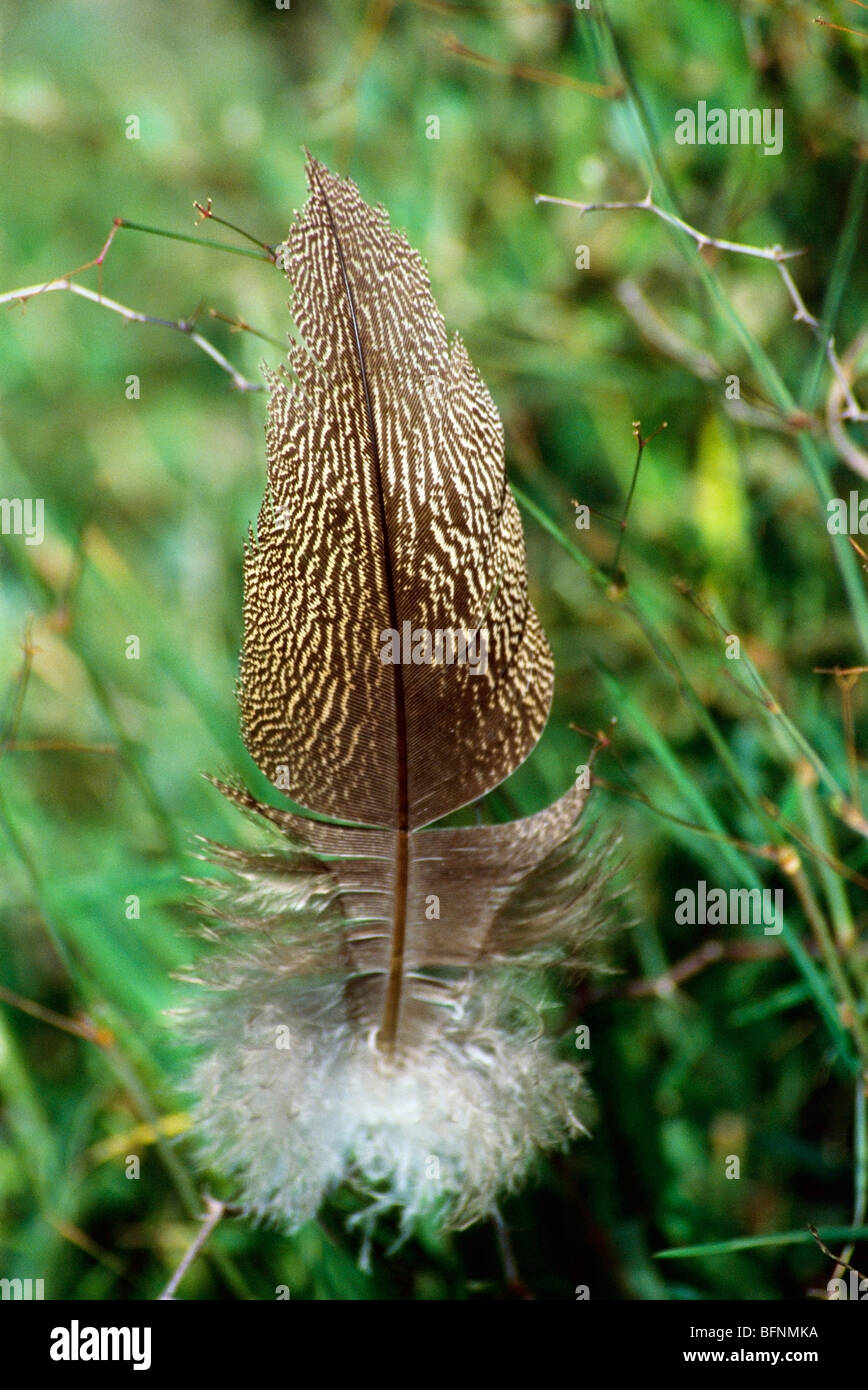 Great Indian Bustard feather, Maldhok, Ardeotis nigriceps, Nannaj bird ...
