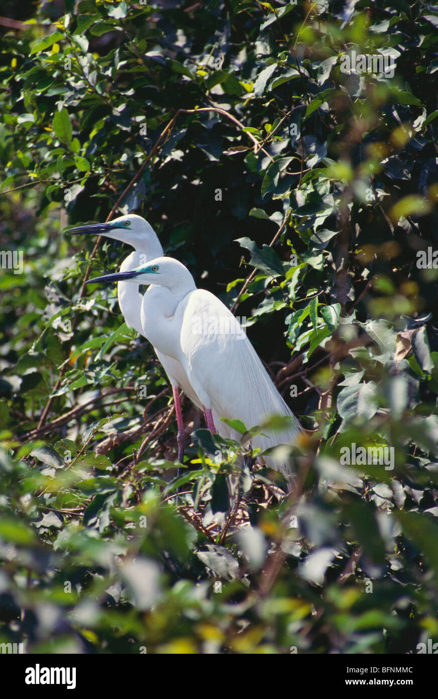 Little egret ; pair ; Egretta garzetta ; Ranganathittu bird sanctuary ...