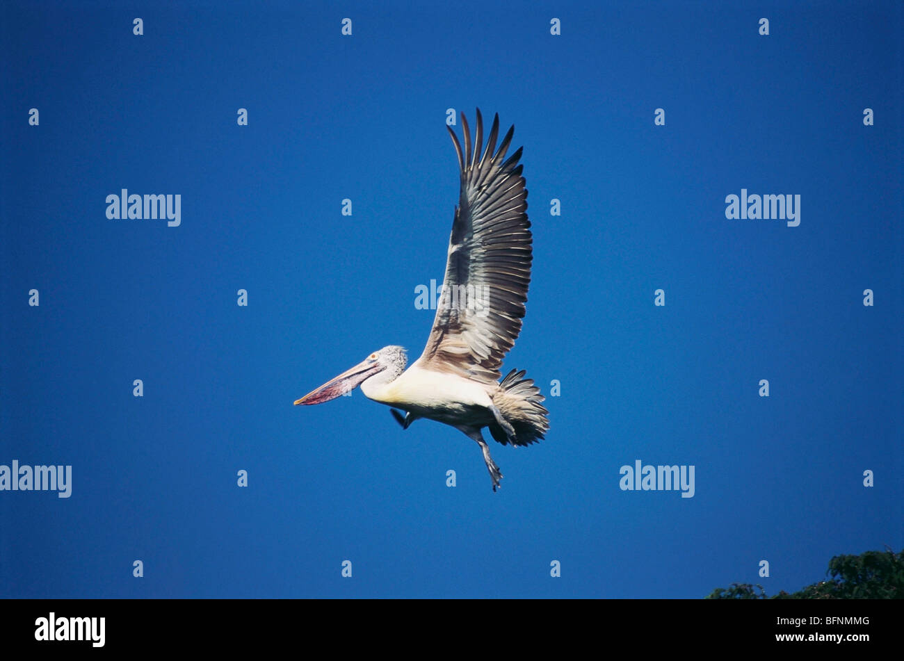 Spot billed pelican ; grey pelican ; pelecanus philippensis ; in flight ...