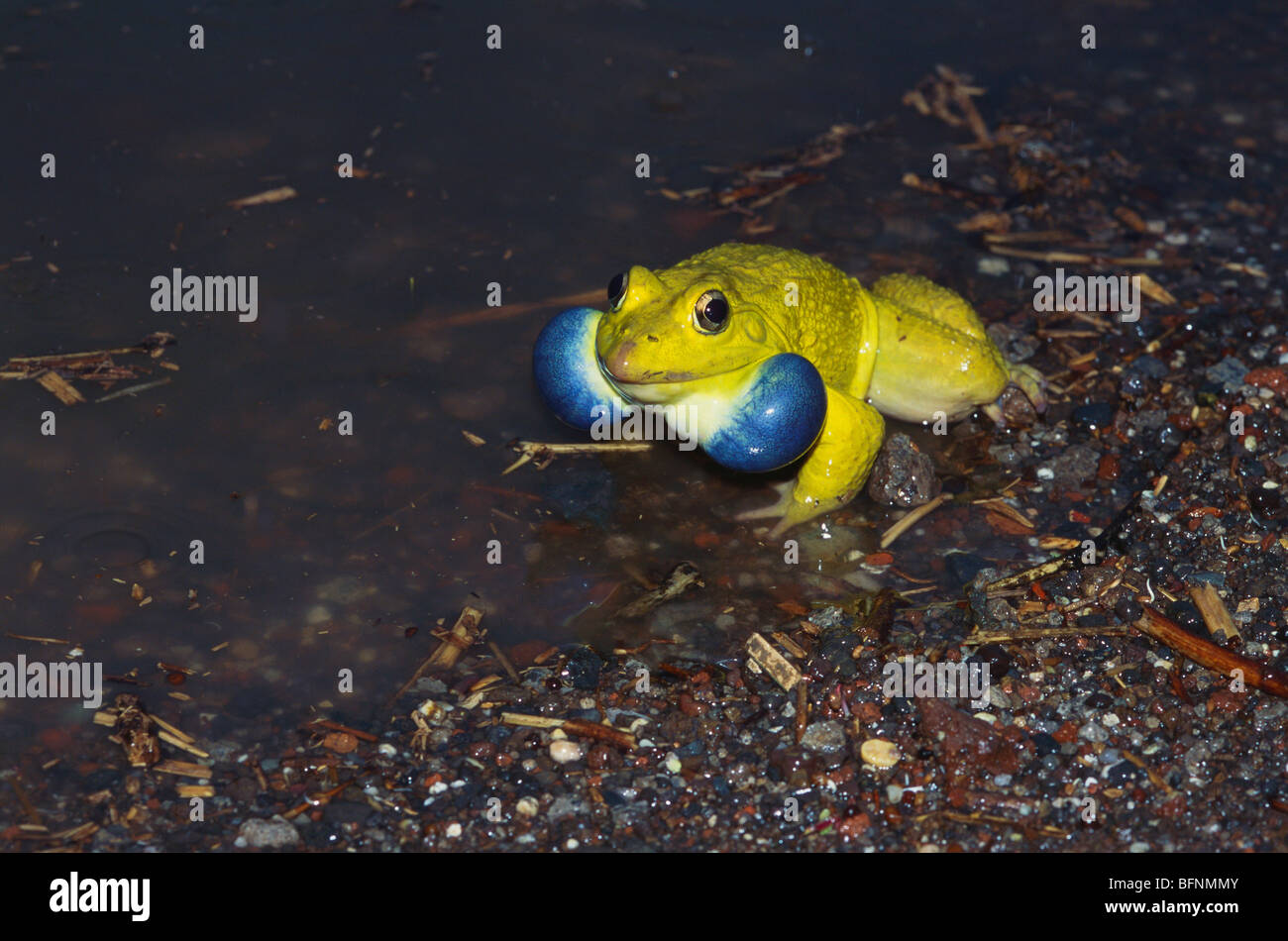 Indian bullfrog hi-res stock photography and images - Alamy