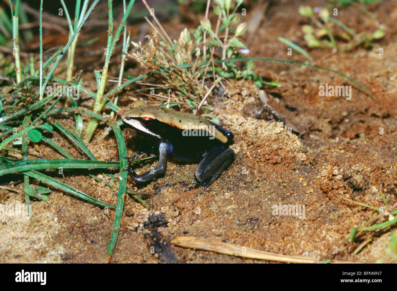 frog ; Indian bicolored frog ; rana curtipes Stock Photo - Alamy