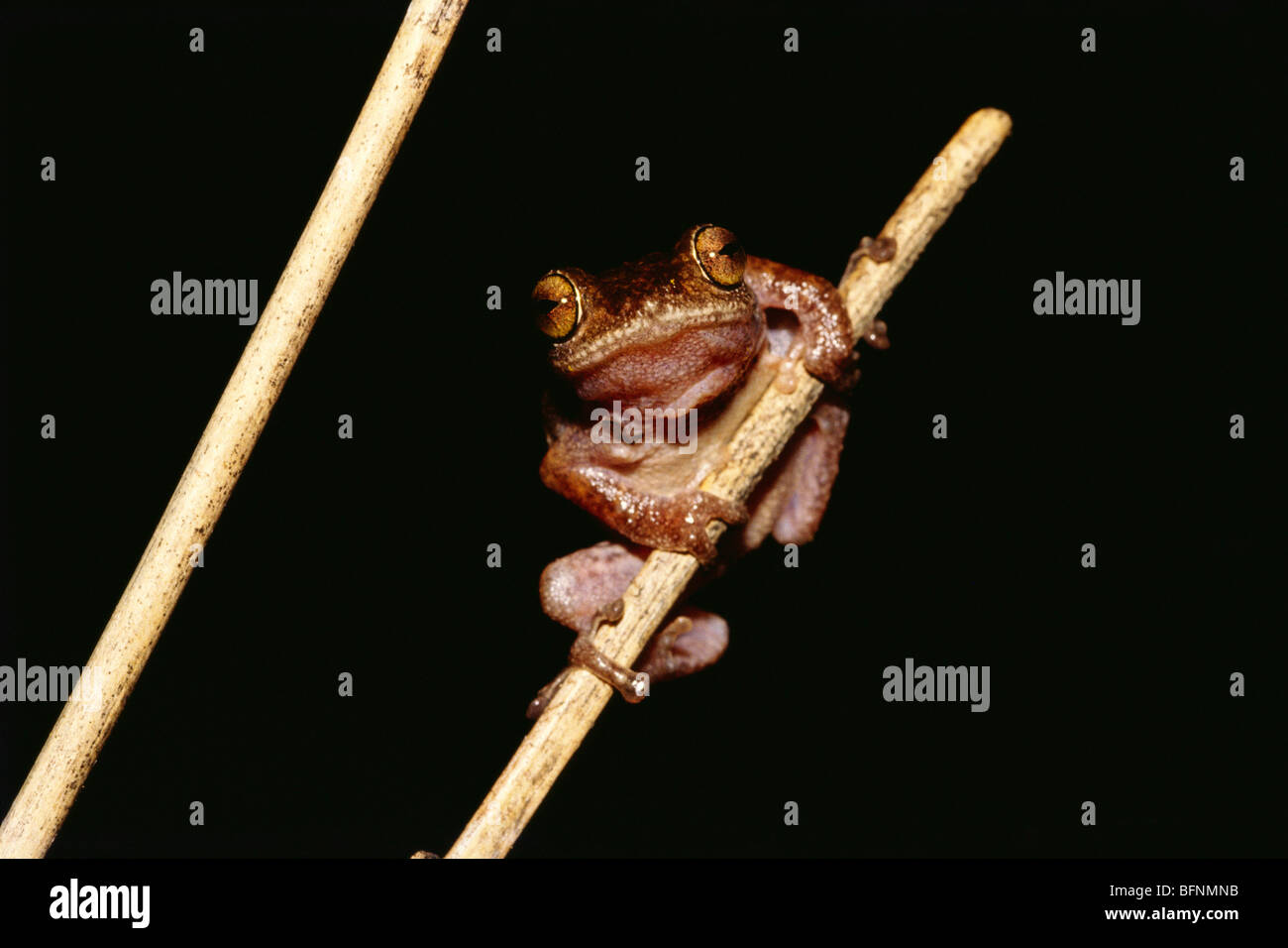 Hind limbs of frog hi-res stock photography and images - Alamy