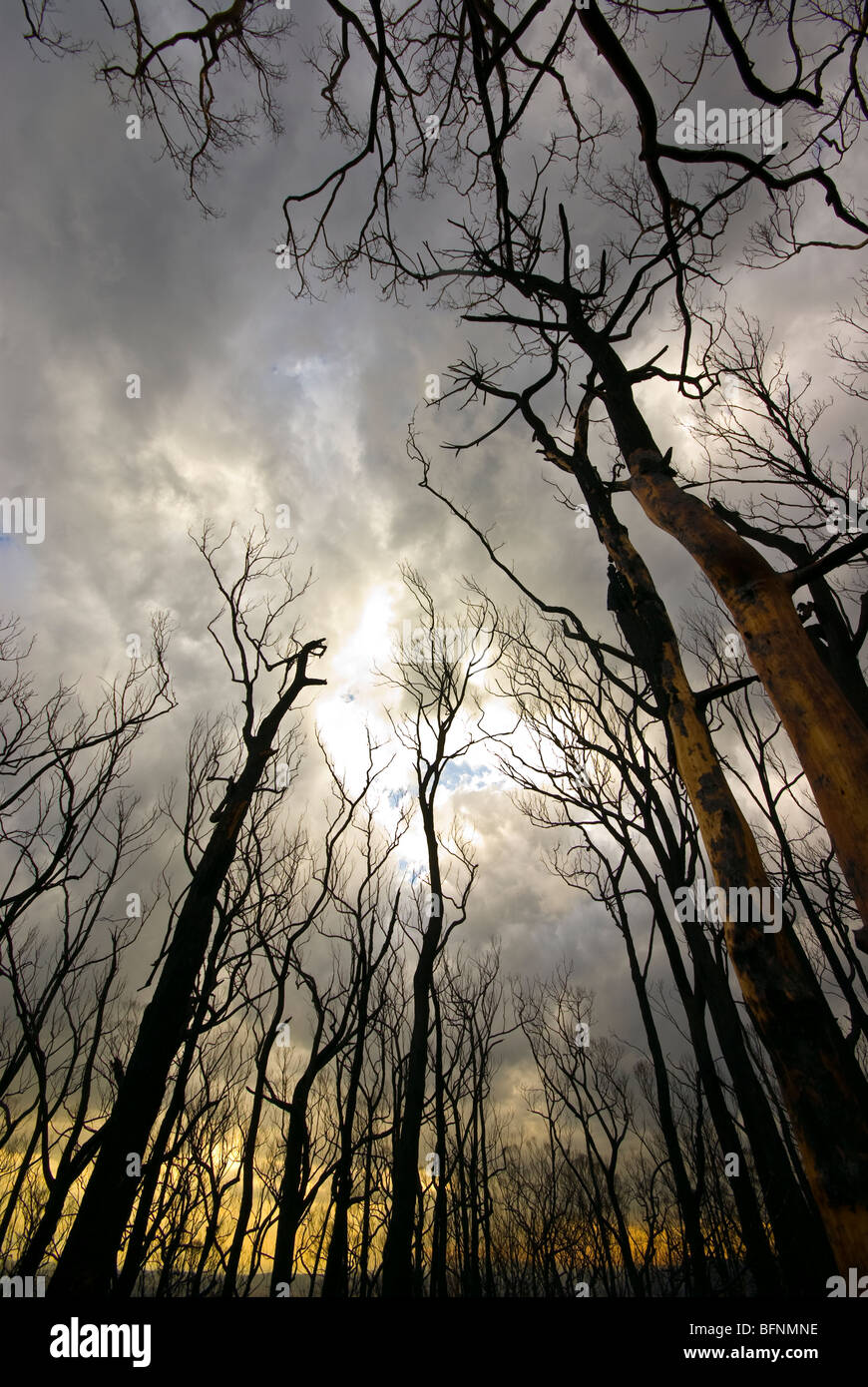 Skeletal branches of burnt eucalyptus branches against a stormy sky ...