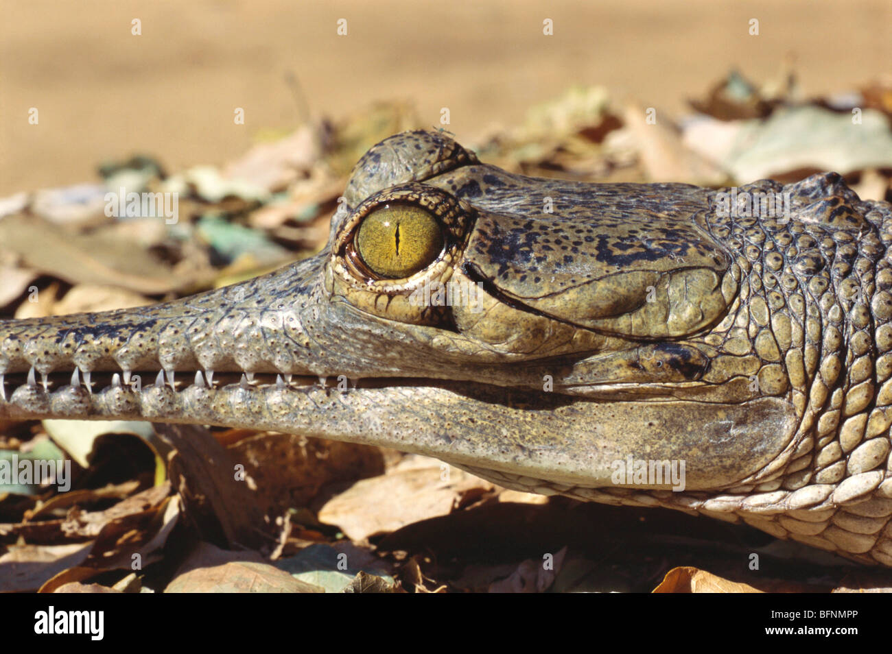 gharial crocodile ; gavial crocodile ; fish eating crocodile ; gavialis ...