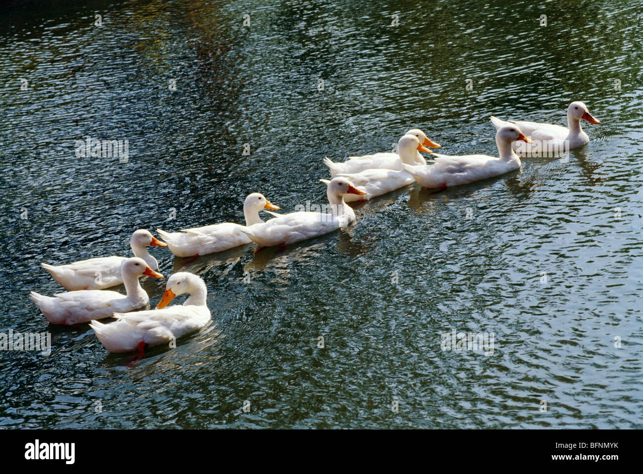 ducks in water ; backwaters ; Kumarakom ; Kottyam ; Kerala ; India ...
