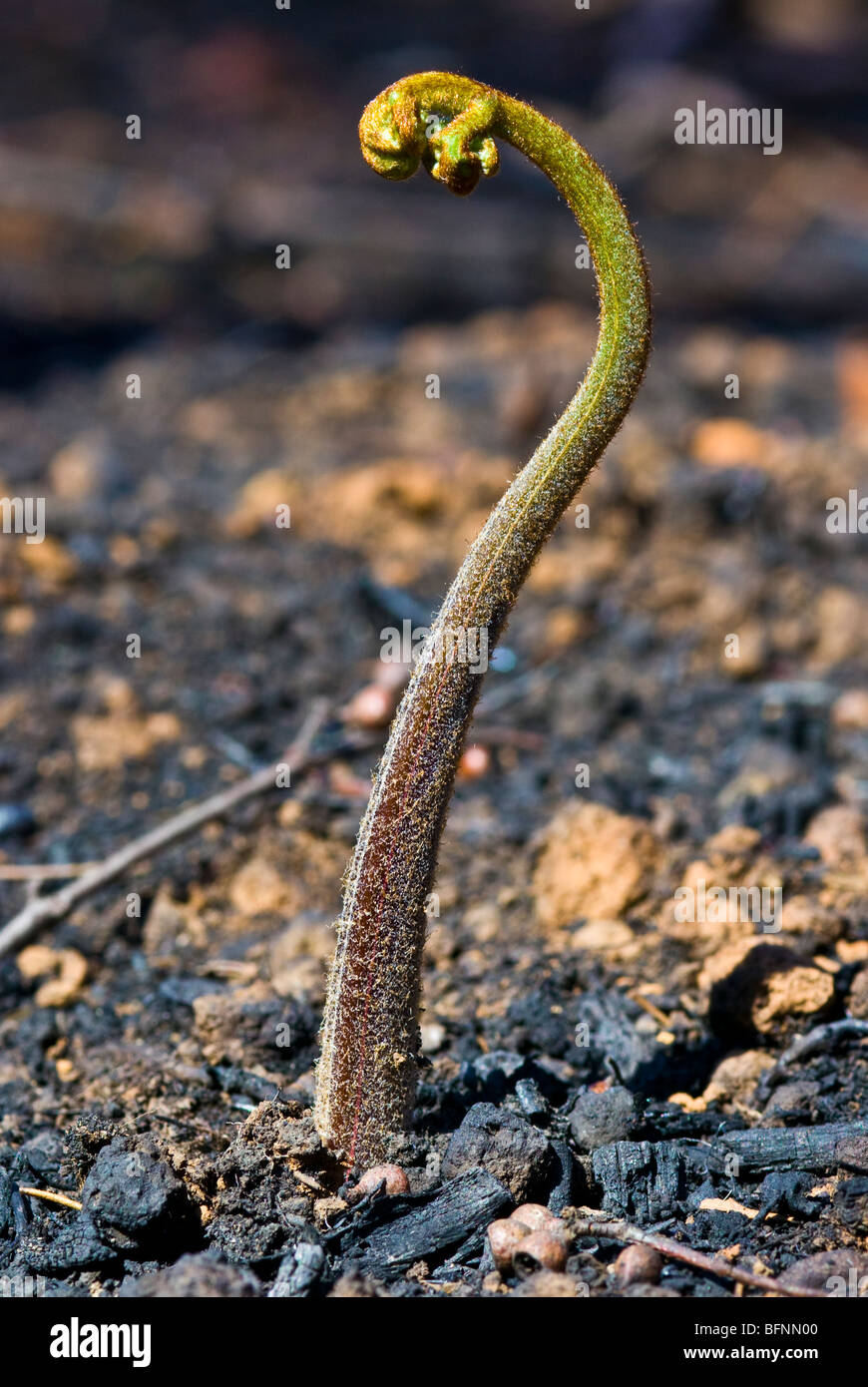 Fern frond emerging after forest fire hi-res stock photography and ...