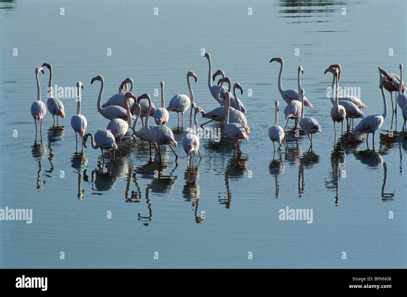 West indian flamingo hi-res stock photography and images - Alamy