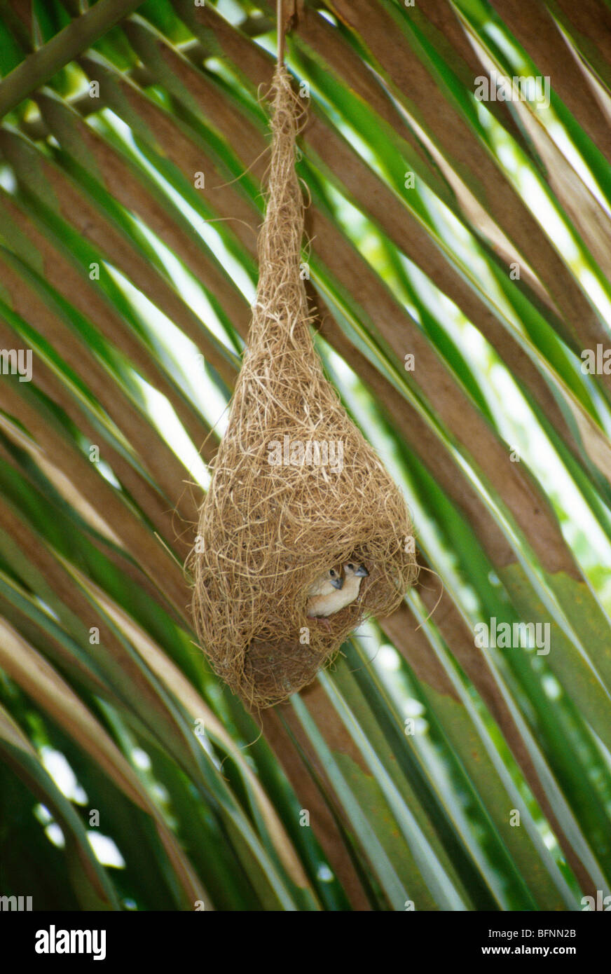 Baya weaver bird ; ploceus philippinus ; nest nesting Stock Photo - Alamy
