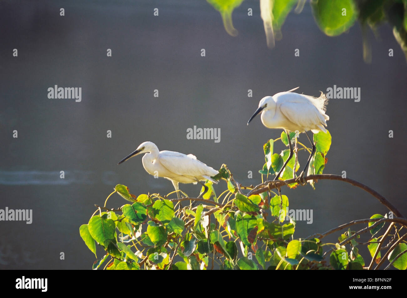 Two birds on tree hi-res stock photography and images - Alamy