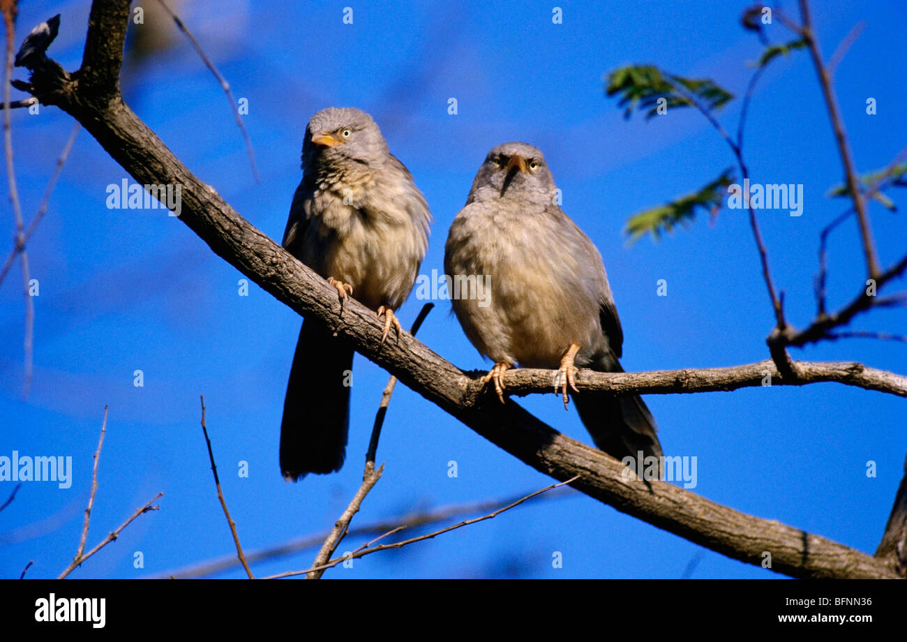 Common Babbler ; pair ; turdoides caudatus ; sitting on tree Stock ...