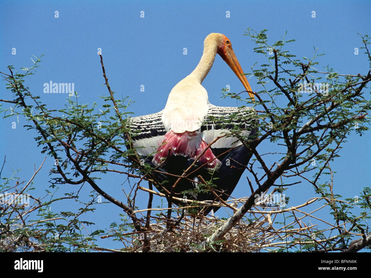 Shading face from sun hi-res stock photography and images - Alamy