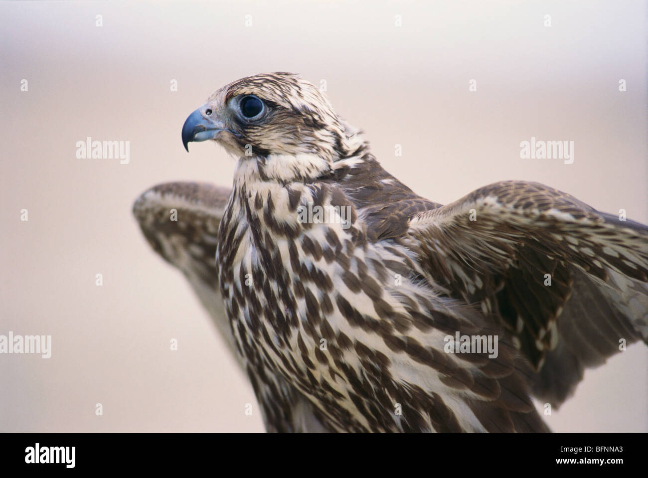 Bahrain national animal hi-res stock photography and images - Alamy