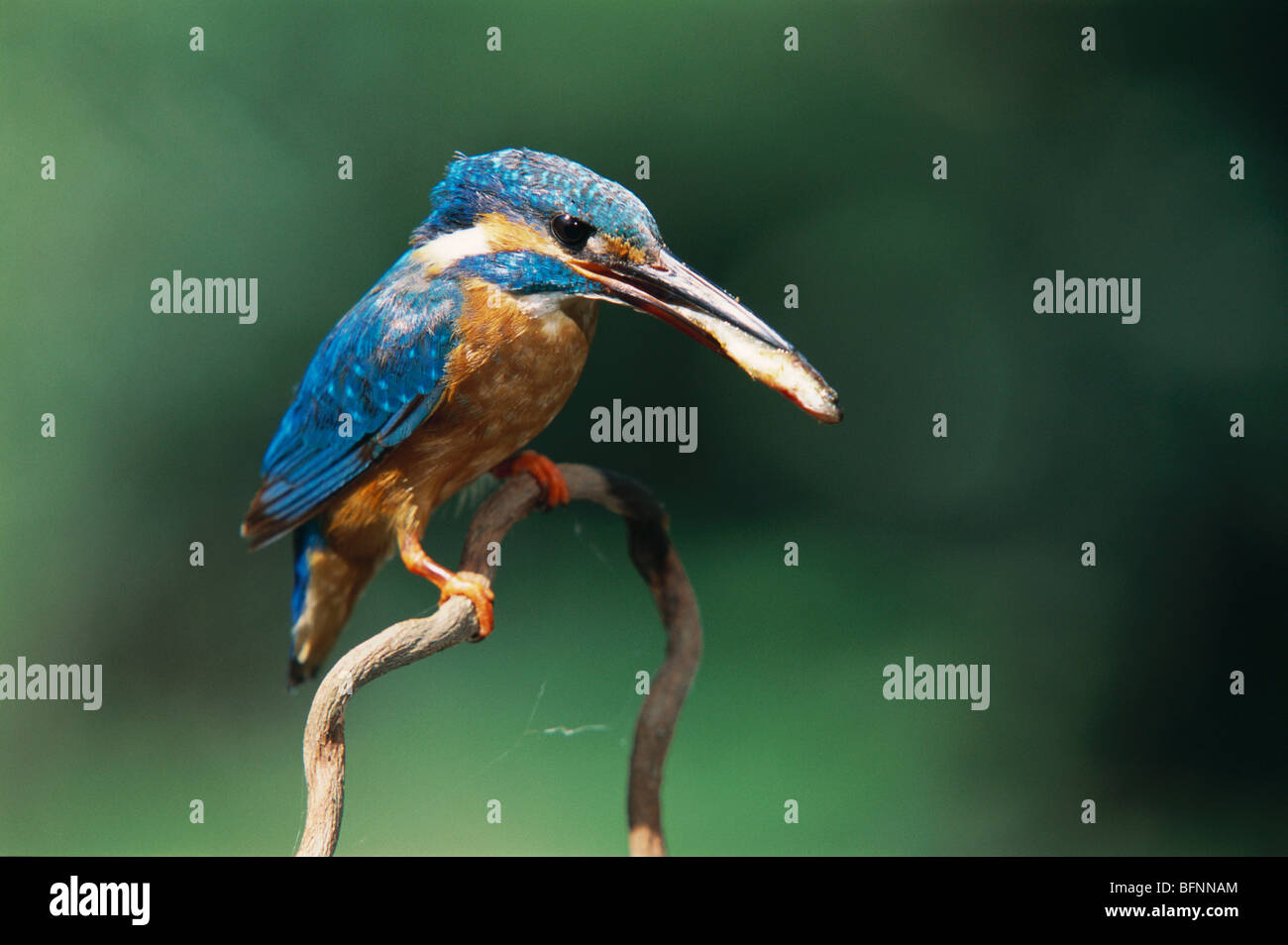 Small blue Kingfisher ; alcedo atthis ; common kingfisher ; river ...