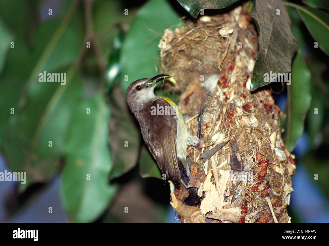 Purple sunbird nest hi-res stock photography and images - Alamy
