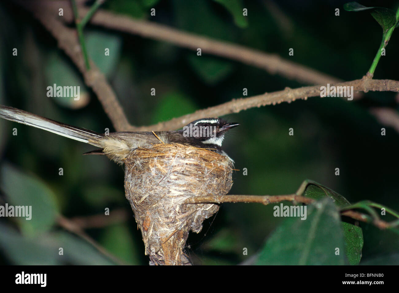 White browed fantail flycatcher hi-res stock photography and images - Alamy
