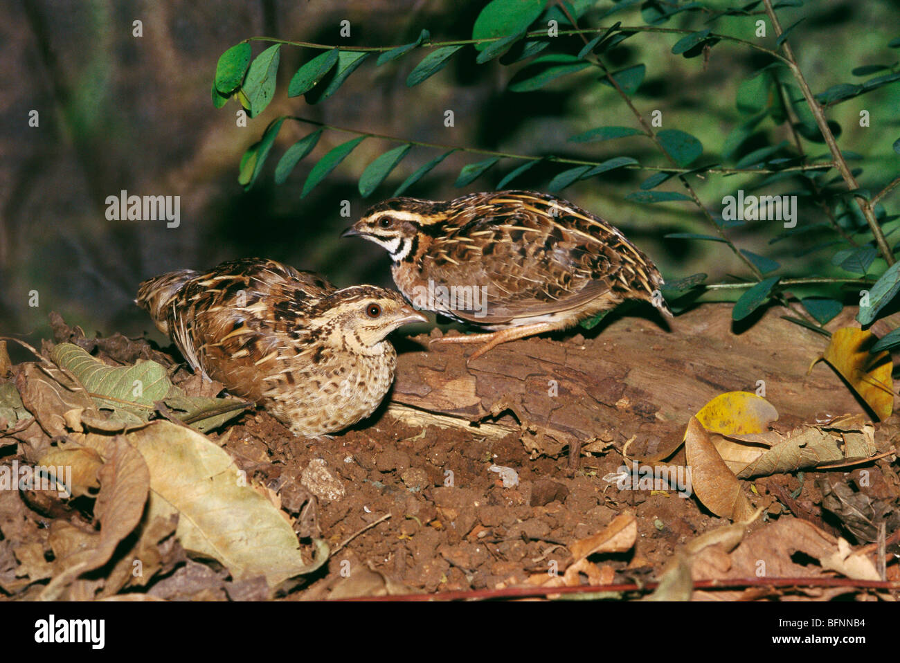 Black breasted Quails ; coturnix coromandelica ; pair ; india ; asia ...