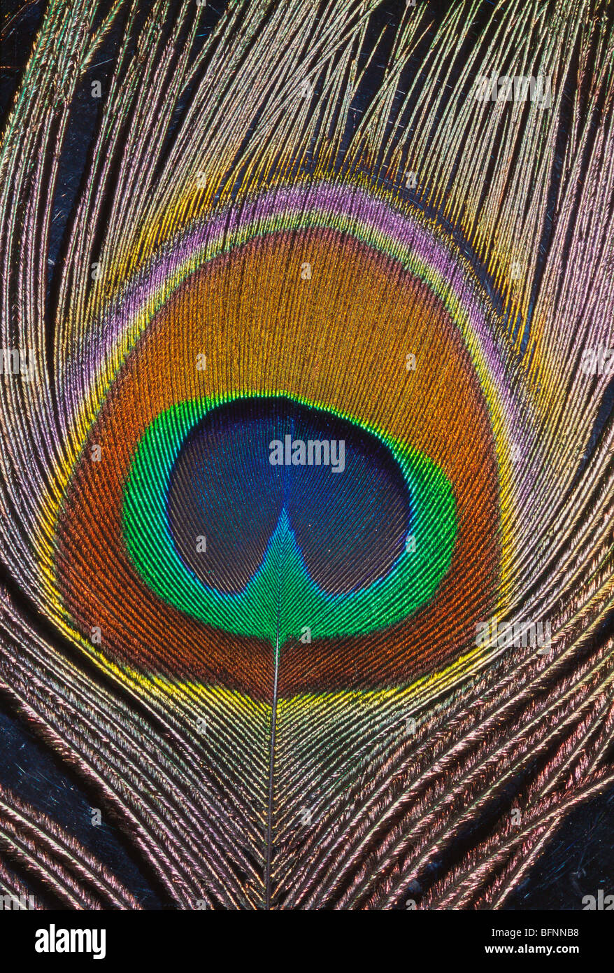 Peacock feather ; Pavo Cristatus Stock Photo - Alamy