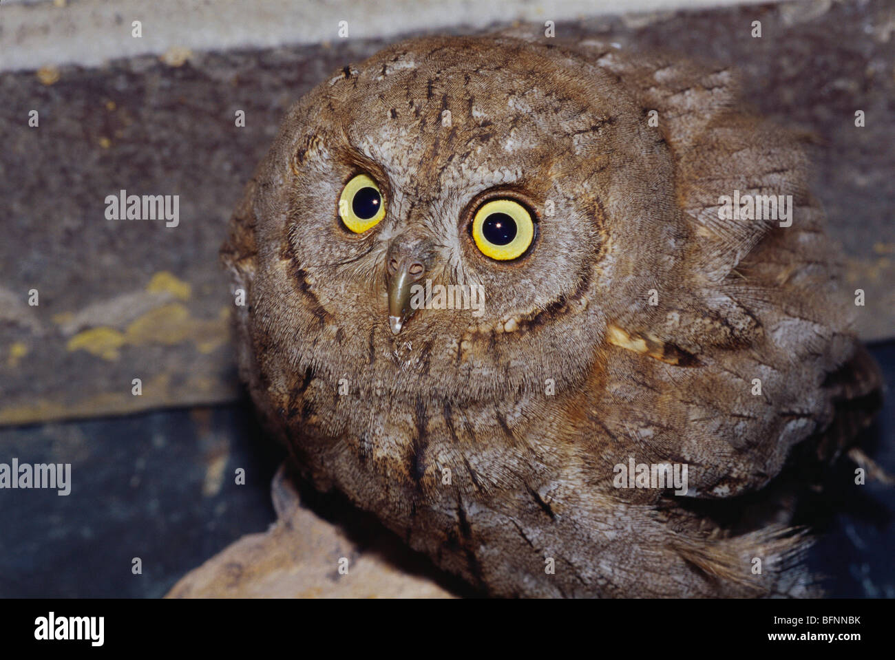 eyes ; owl ; scops ; Otus Scops ; india ; asia Stock Photo - Alamy