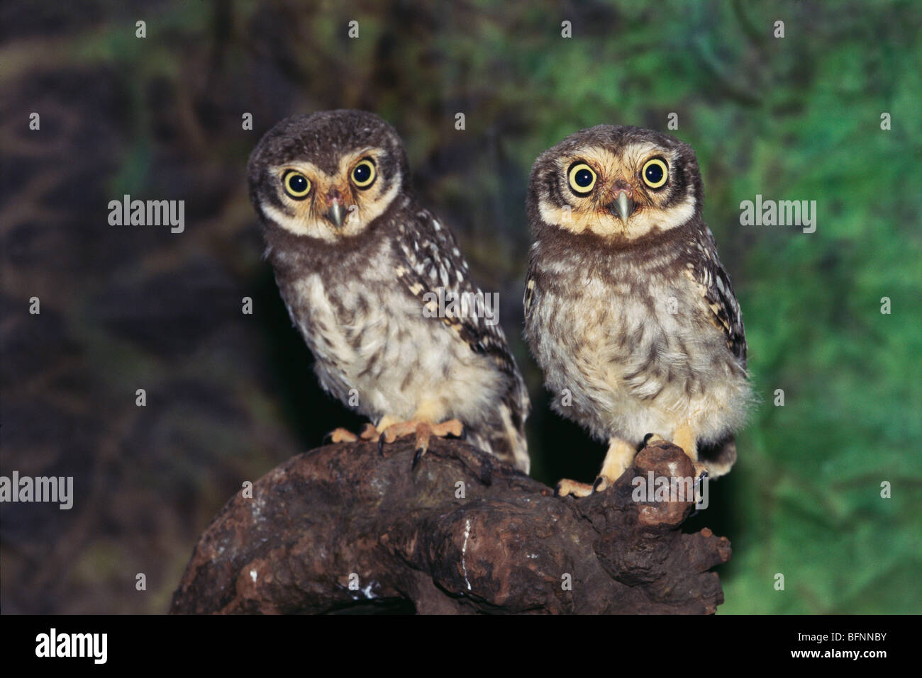 Pair of birds ; owls ; spotted Owlet ; athene brama ; india ; asia ...